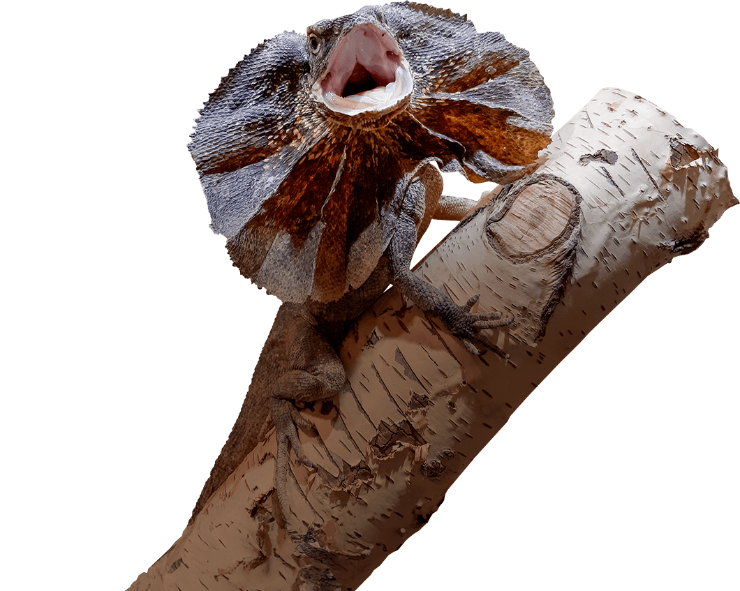 Startseite - Lizard Lounge