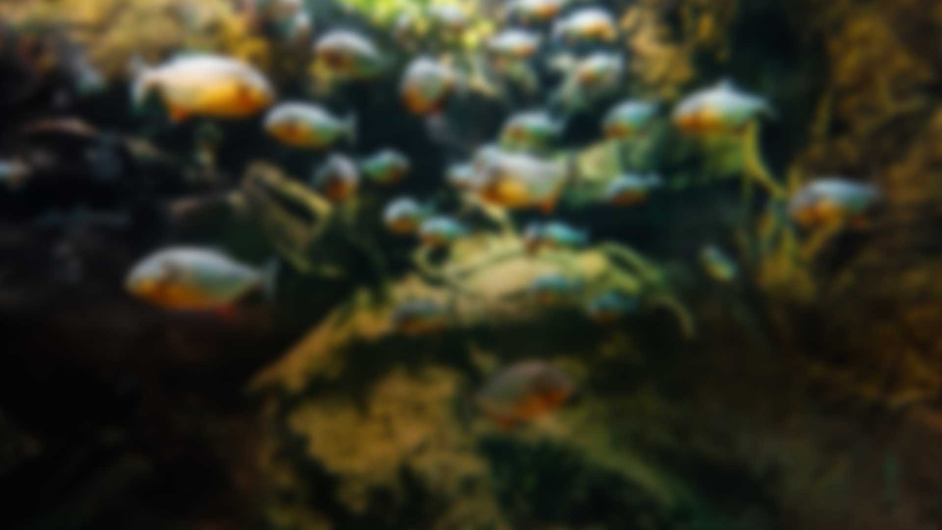 Startseite - Lizard Lounge