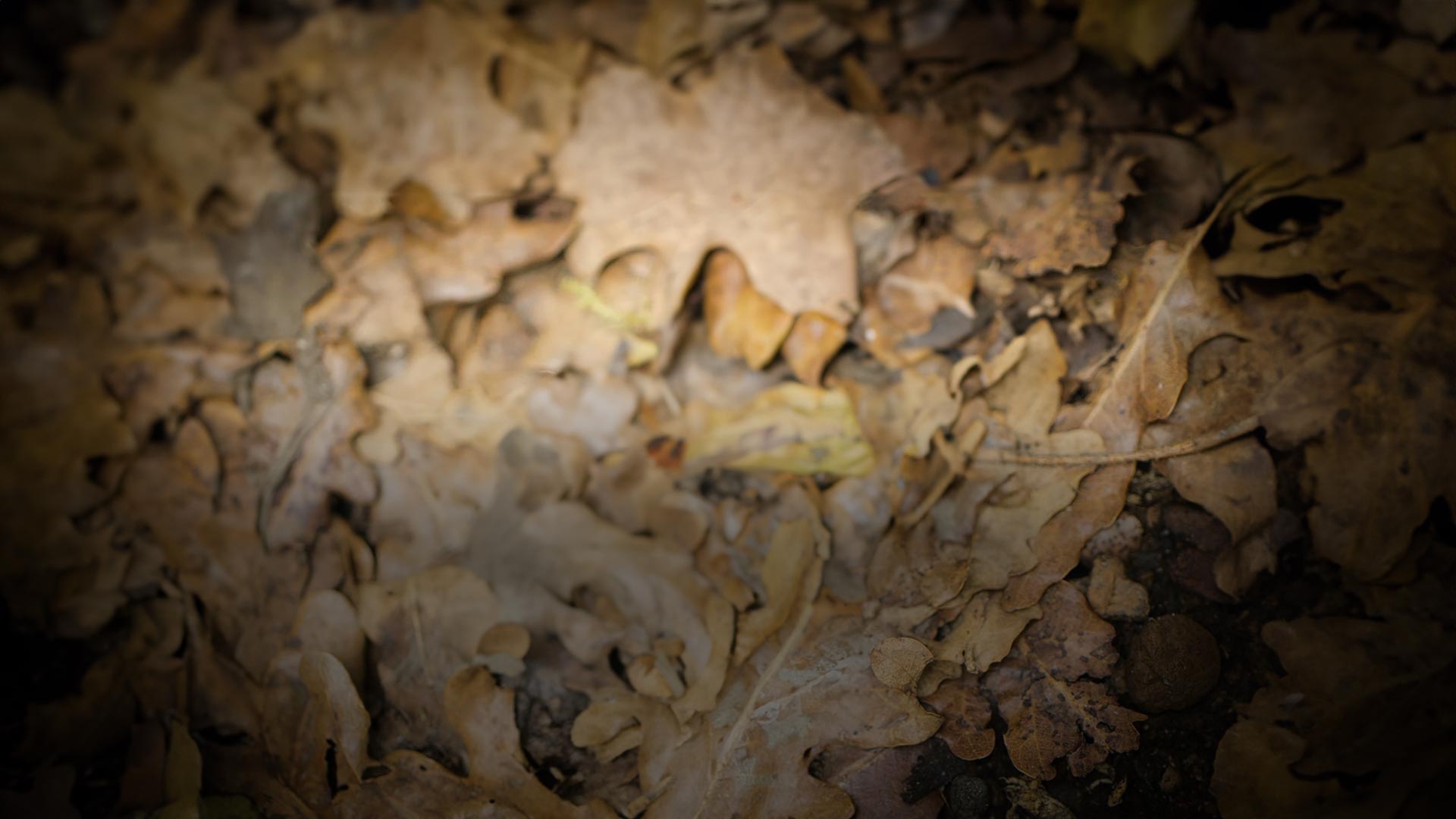 Startseite - Lizard Lounge