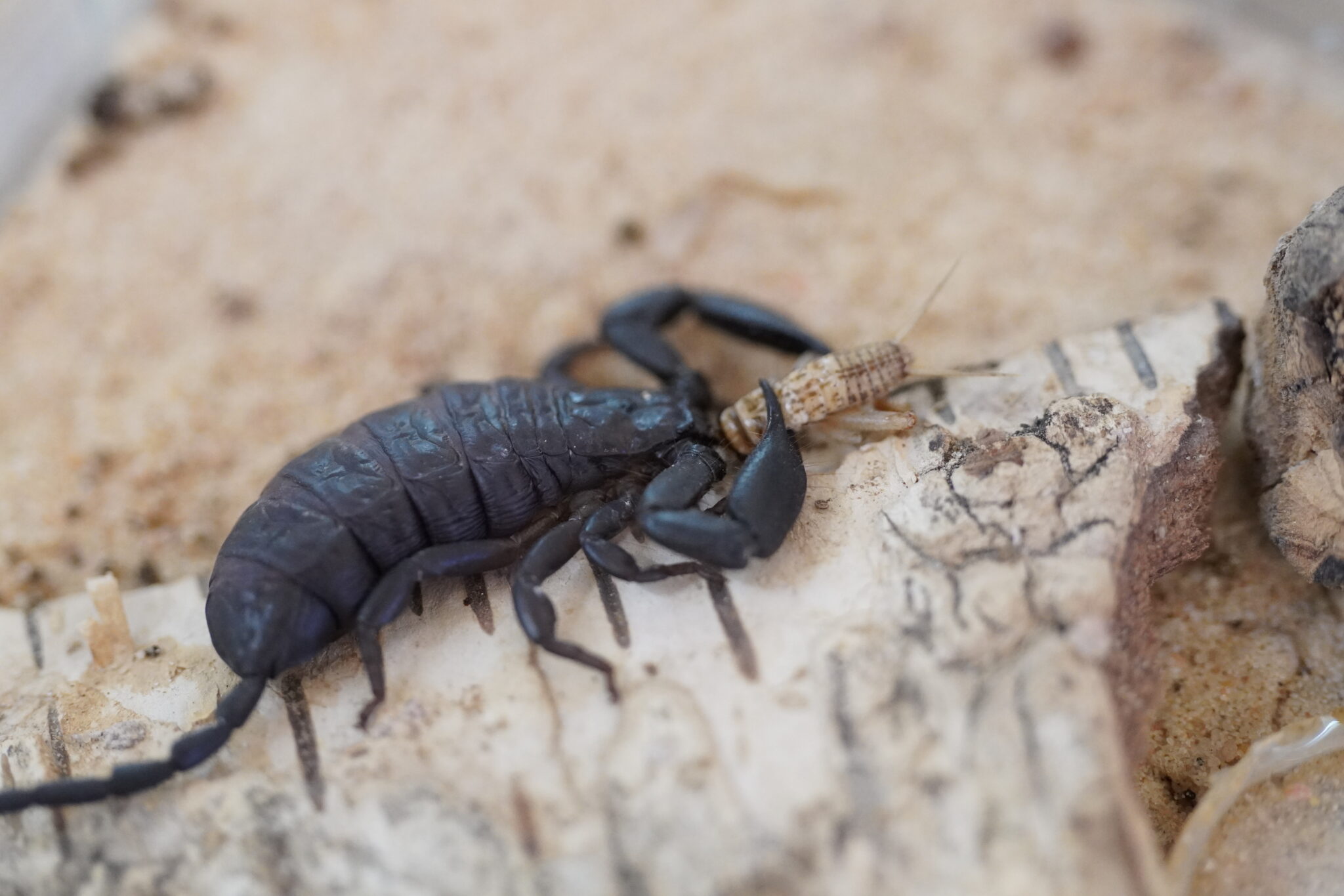 Spaltenskorpion / Hadogenes Troglodytes - Lizard Lounge
