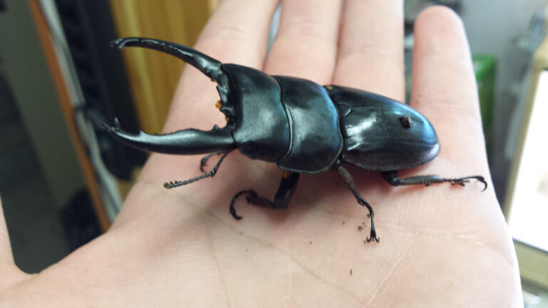 Dorcus Reichei - Lizard Lounge