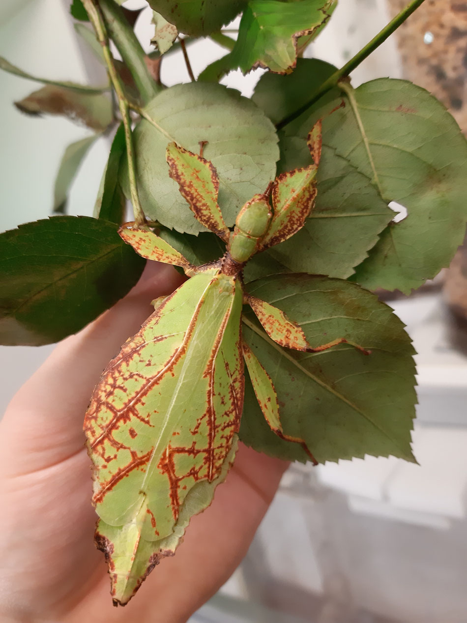 Wandelndes Blatt / Phyllium philippinicum - Lizard Lounge