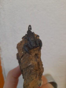 Spaltenskorpion / Hadogenes Troglodytes - Lizard Lounge