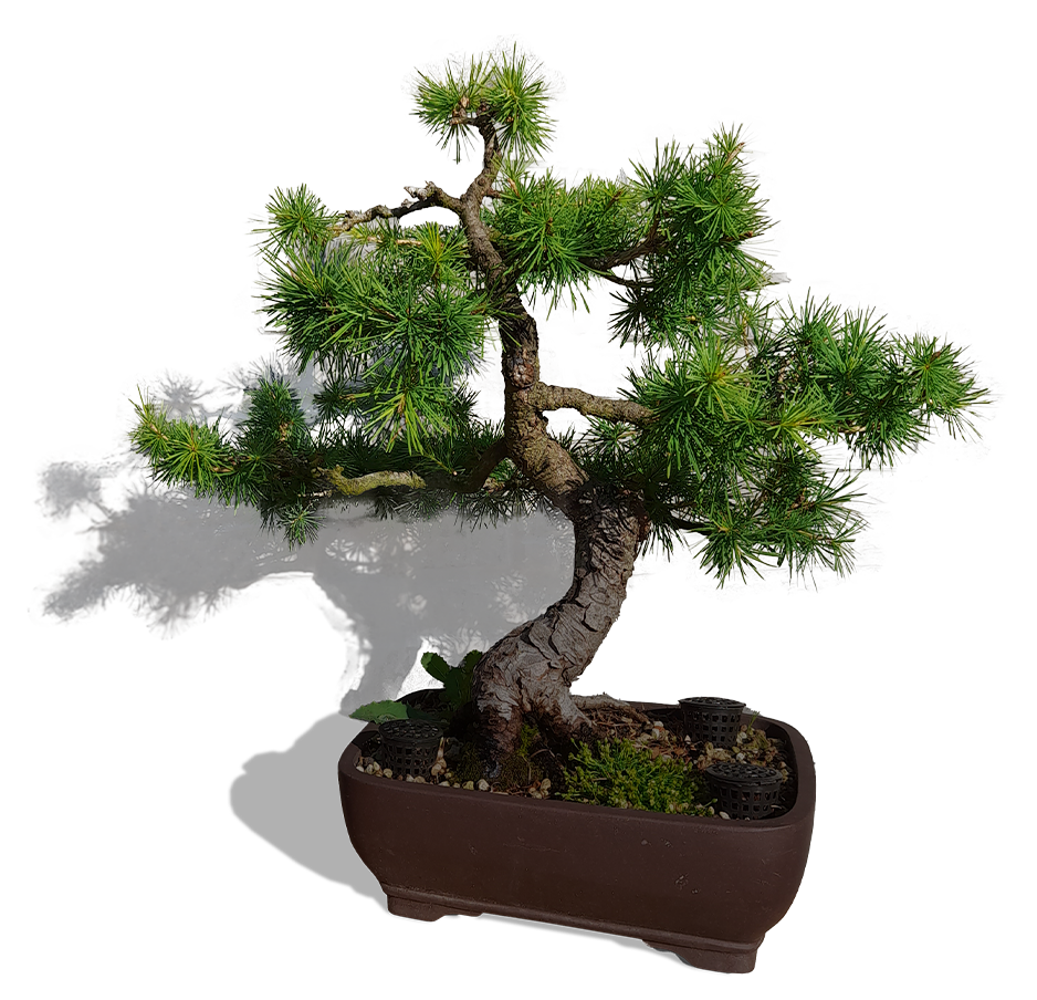 Startseite - Lizard Lounge