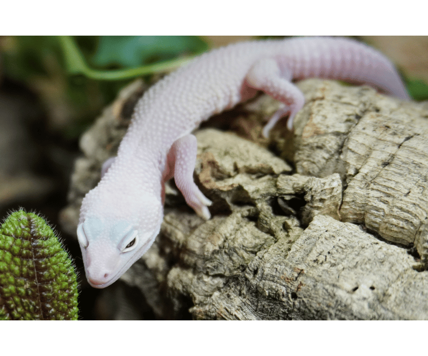 Leopardgecko Blazing Blizzard (/) - Lizard Lounge