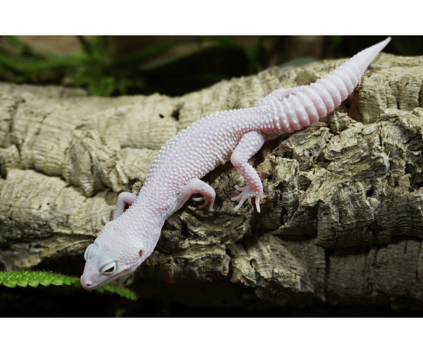 Leopardgecko Blazing Blizzard (/) - Lizard Lounge