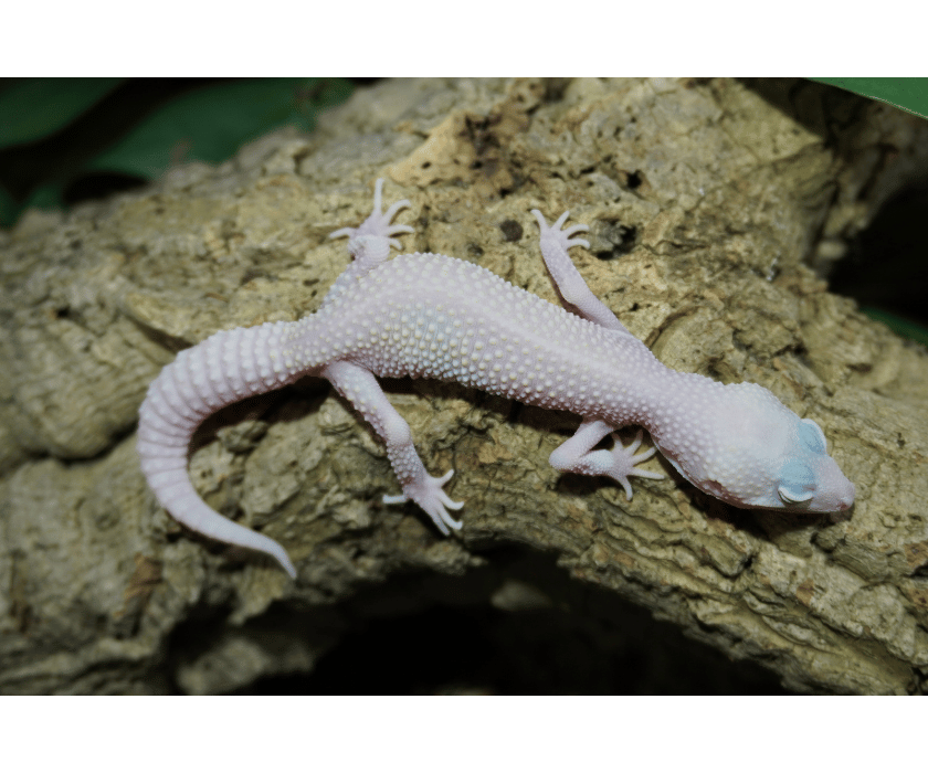 Leopardgecko Blazing Blizzard (/) - Lizard Lounge