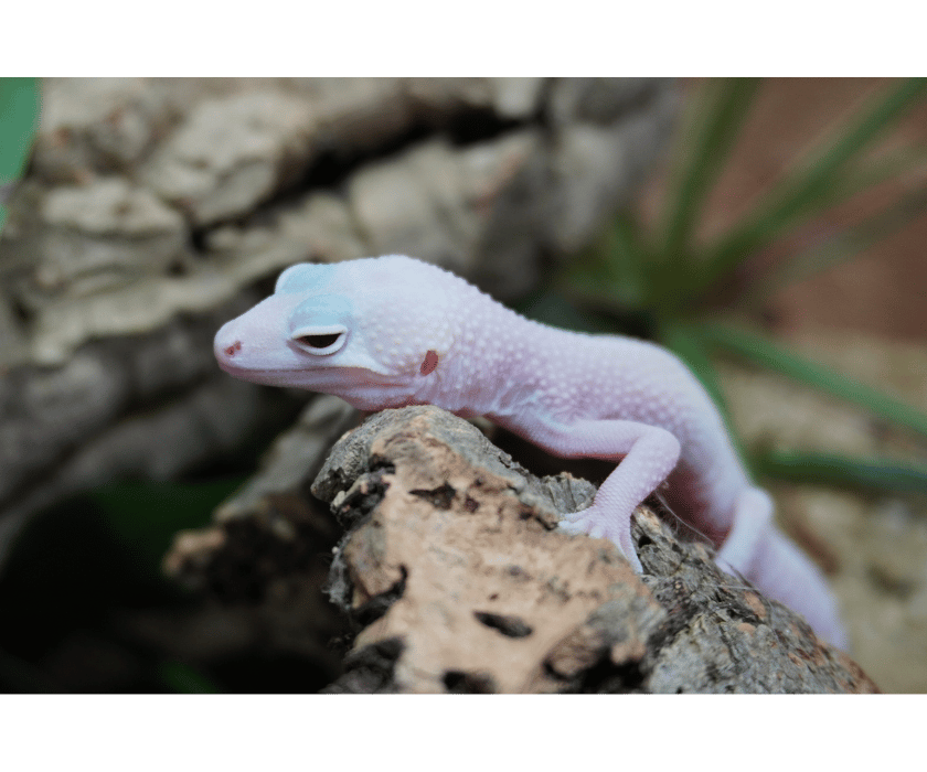 Leopardgecko Blazing Blizzard (/) - Lizard Lounge