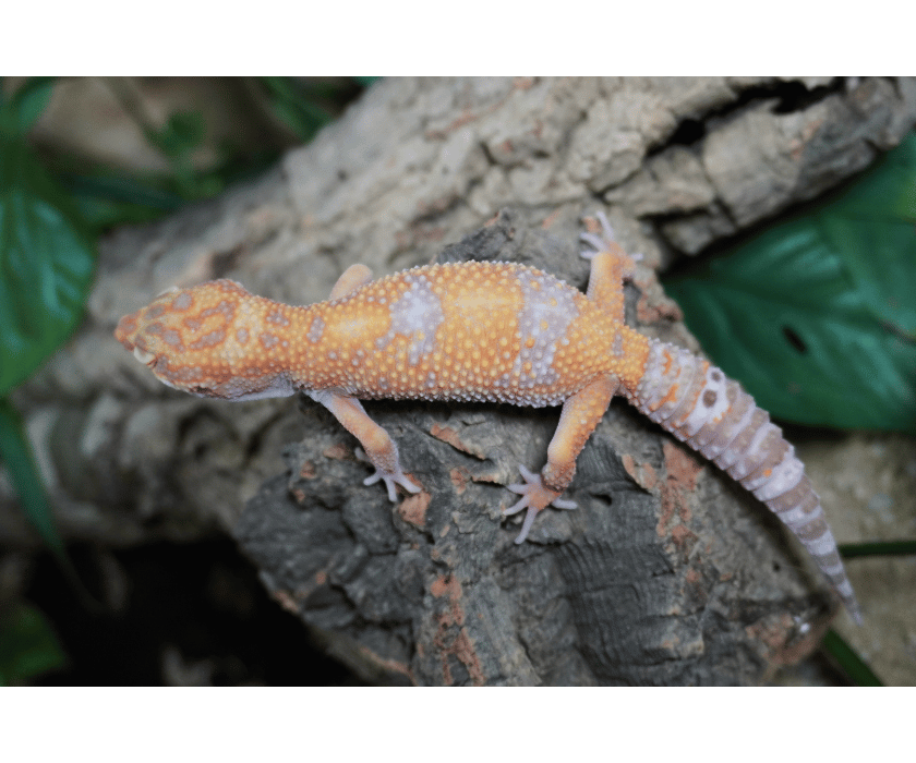 Leopardgecko Electric Sunglow ♀ - Lizard Lounge