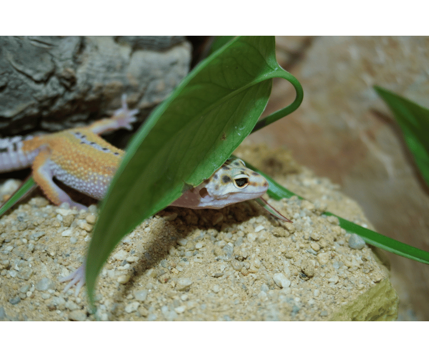 Leopardgecko Reverse Stripe ♀ - Lizard Lounge