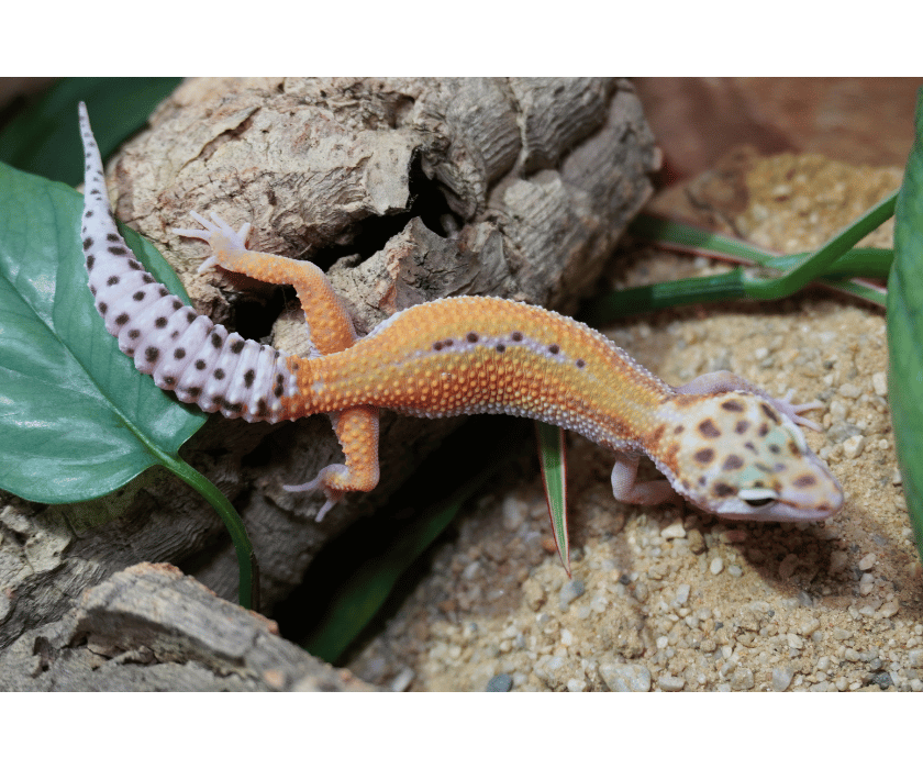 Leopardgecko Reverse Stripe ♀ - Lizard Lounge