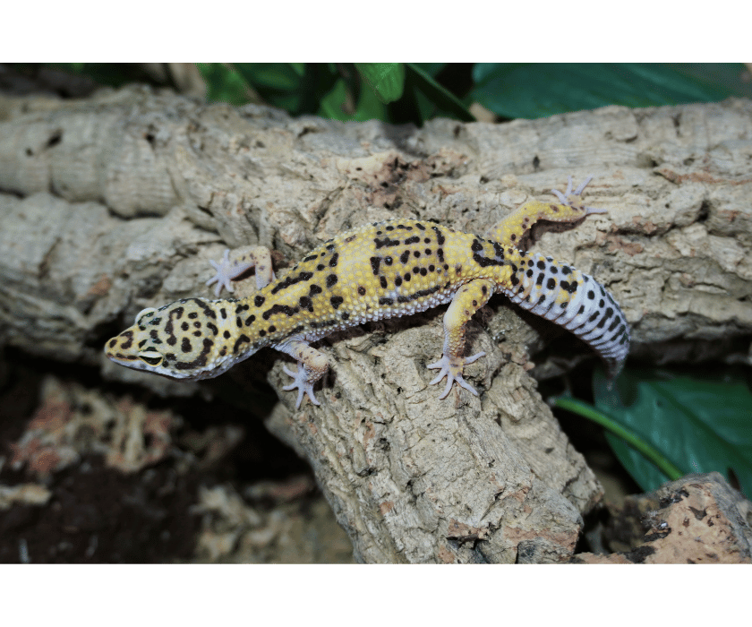 Leopardgecko Snow-MIX ♀ - Lizard Lounge