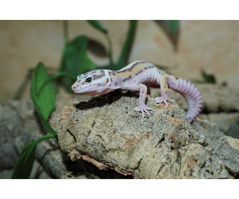 Leopardgecko Snow-Striped (/) - Lizard Lounge