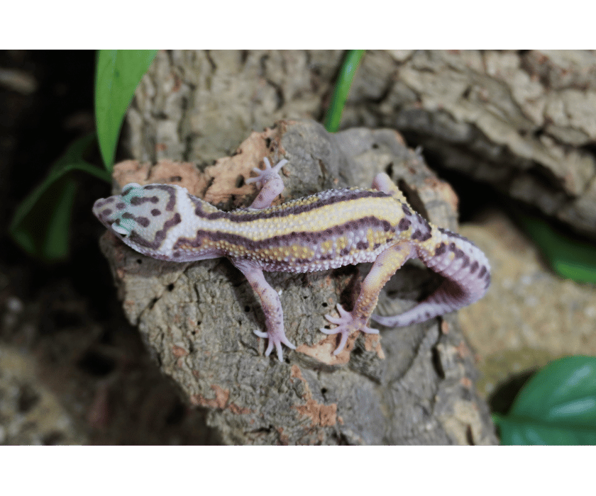 Leopardgecko Snow-Striped (/) - Lizard Lounge