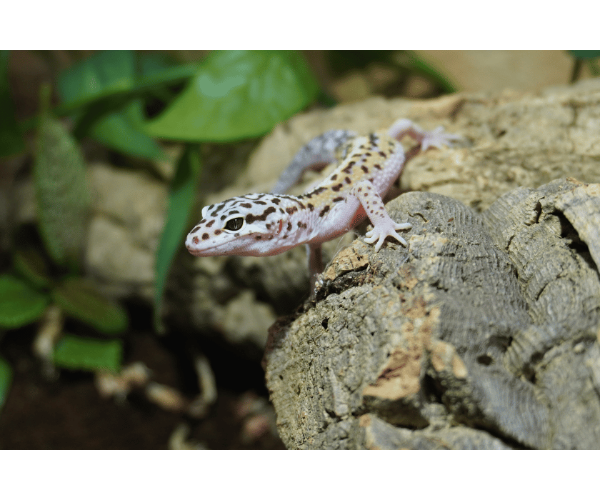Leopardgecko Snowstriped Lavender (/) - Lizard Lounge