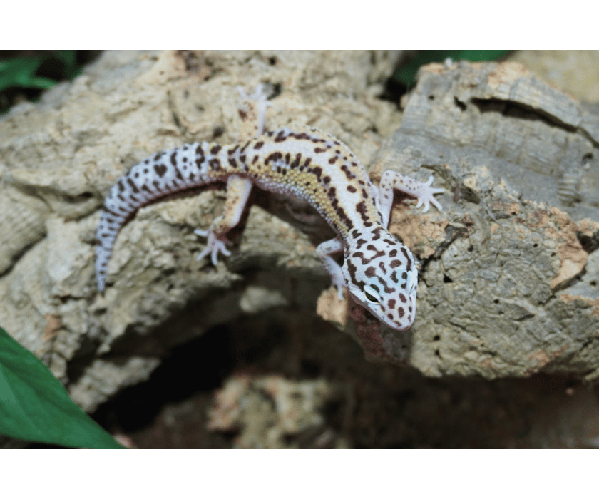 Leopardgecko Snowstriped Lavender (/) - Lizard Lounge