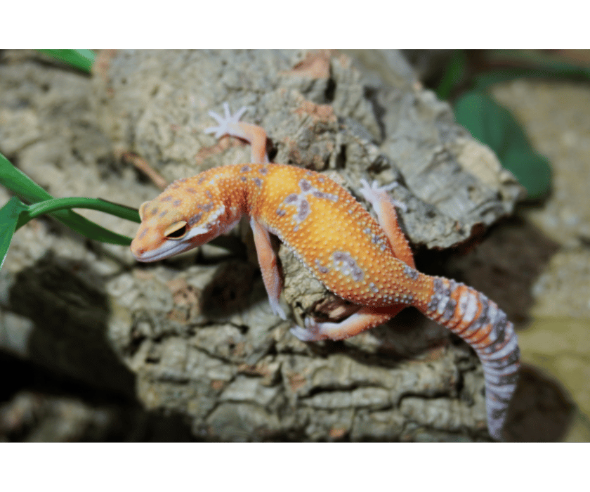 Leopardgecko Tangerine Albino (/) - Lizard Lounge