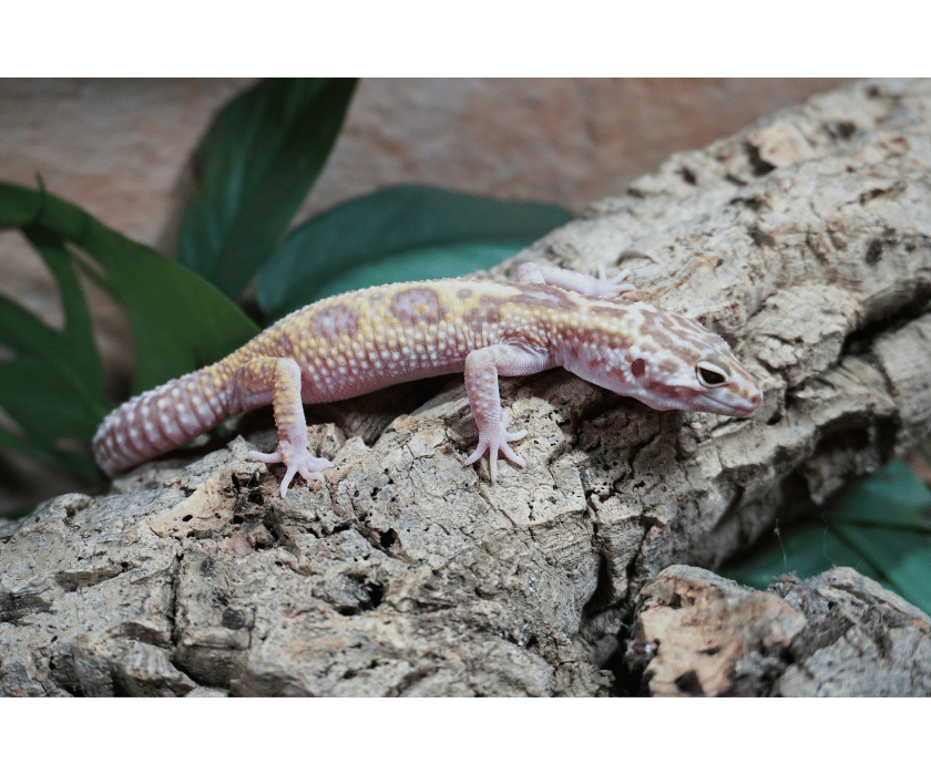 Leopardgecko Tremper Albino ♀ - Lizard Lounge