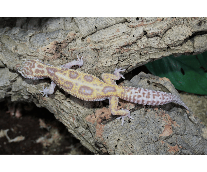 Leopardgecko Tremper Albino ♀ - Lizard Lounge