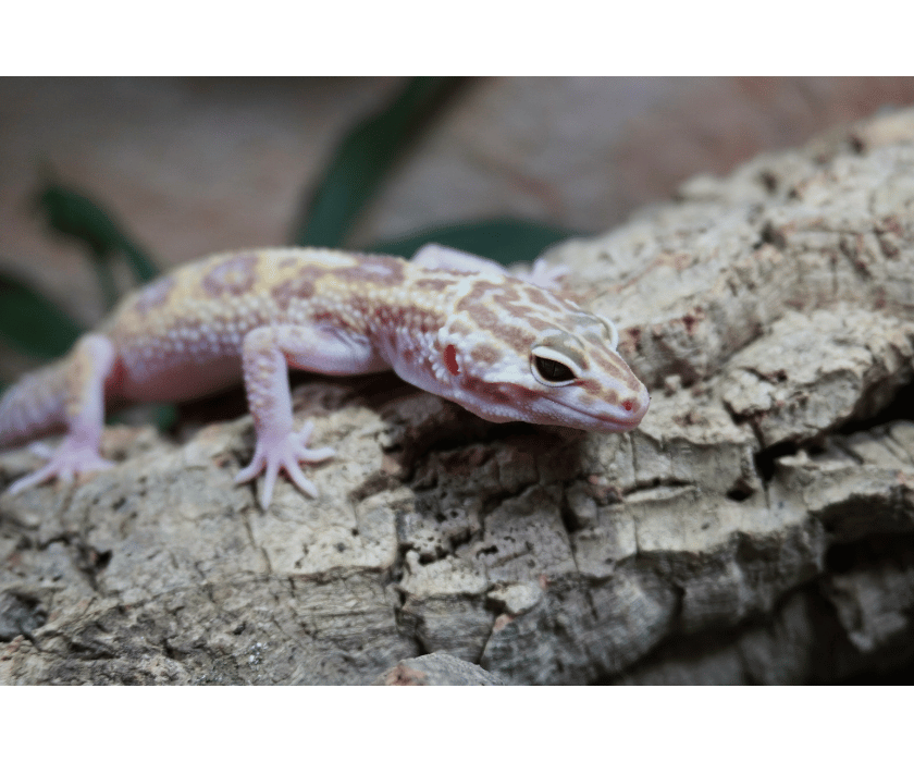 Leopardgecko Tremper Albino ♀ - Lizard Lounge