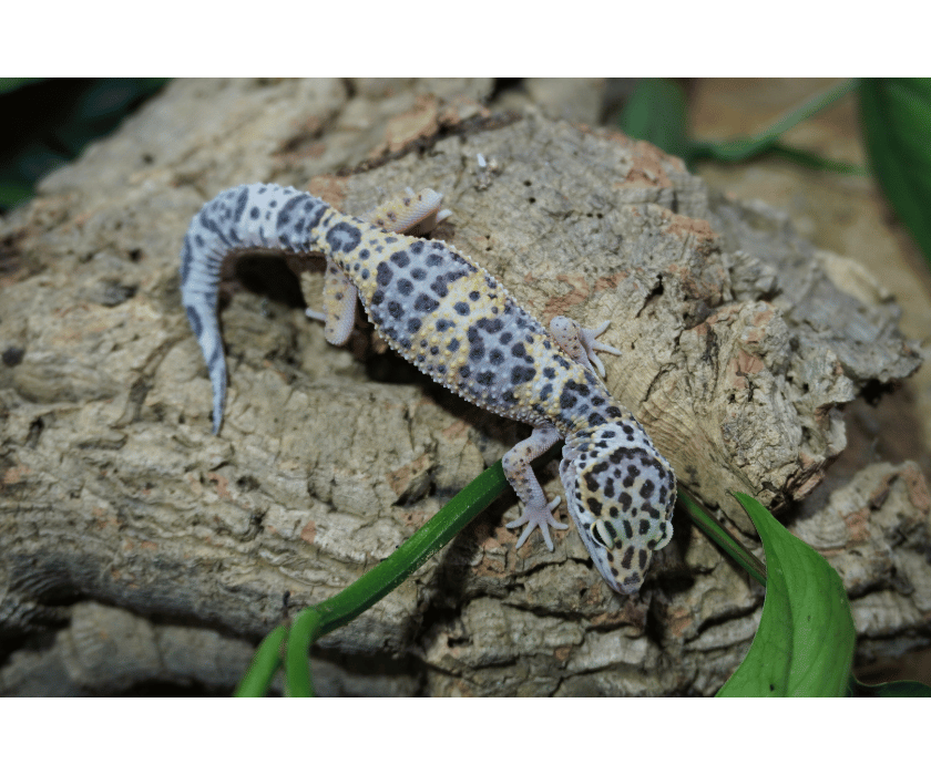 Leopardgecko Wildfarben ♀ - Lizard Lounge