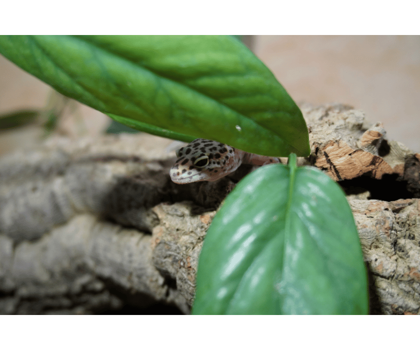 Leopardgecko Wildfarben ♀ - Lizard Lounge